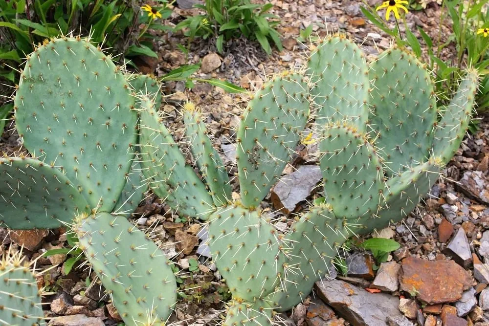 133 Types Of Cacti To Consider | A To Z Cactus Database