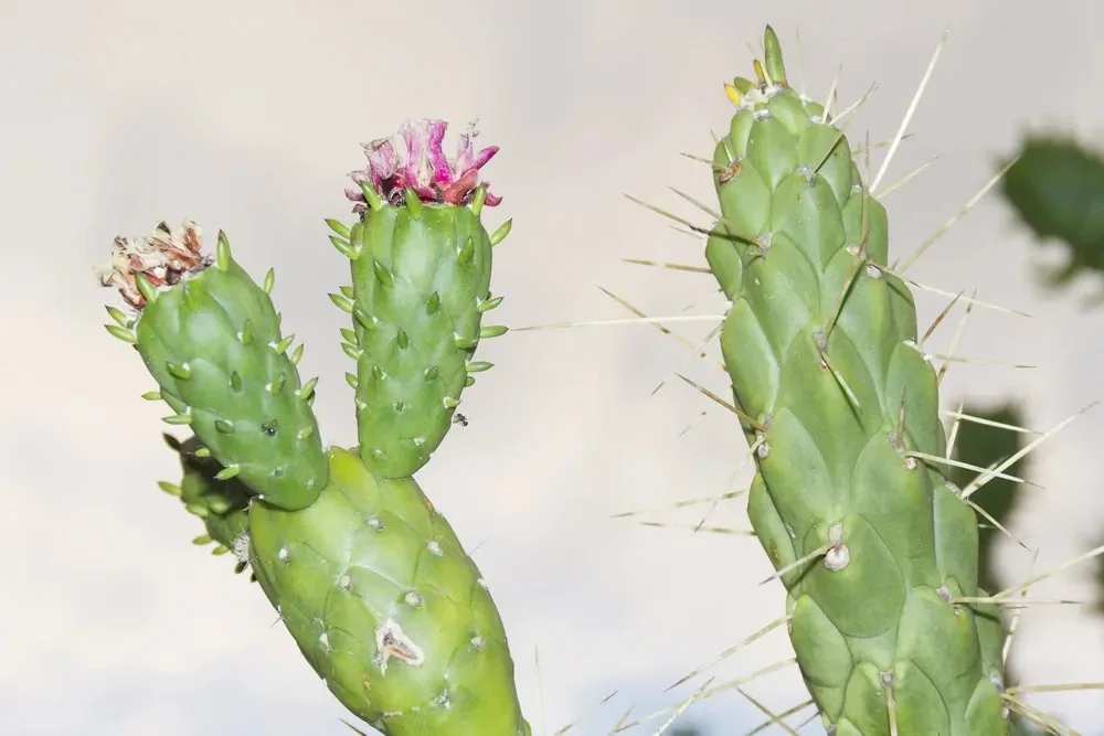 133 Types Of Cacti To Consider | A To Z Cactus Database
