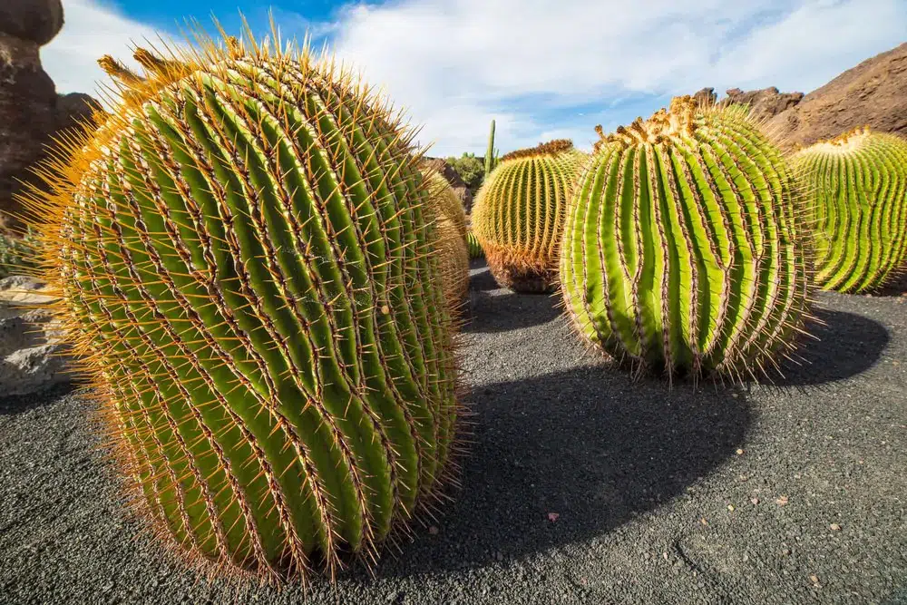 133 Types Of Cacti To Consider | A To Z Cactus Database