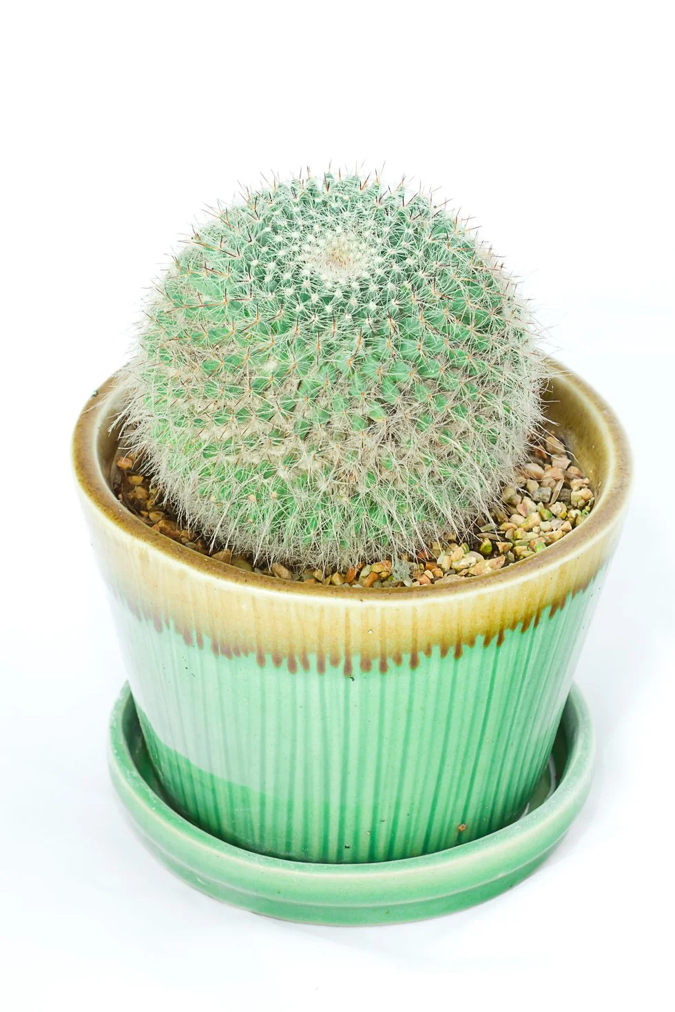 133 Types Of Cacti To Consider | A To Z Cactus Database