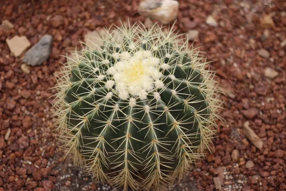 133 Types Of Cacti To Consider | A To Z Cactus Database