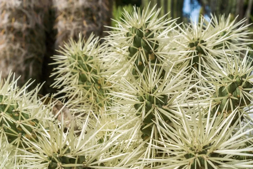 133 Types Of Cacti To Consider | A To Z Cactus Database