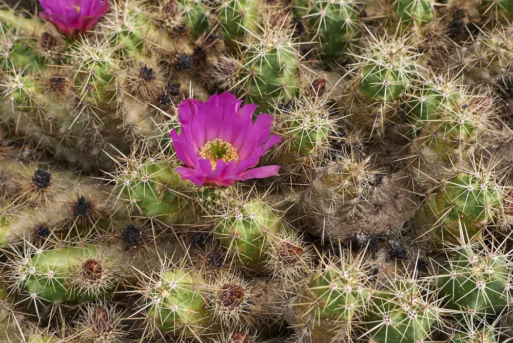133 Types Of Cacti To Consider | A To Z Cactus Database