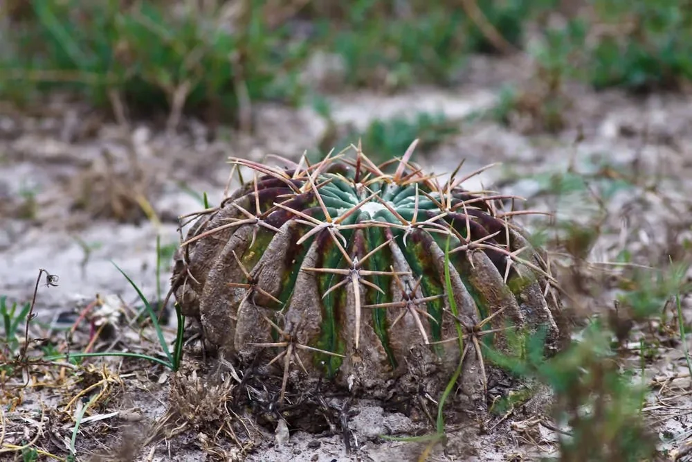 133 Types Of Cacti To Consider | A To Z Cactus Database