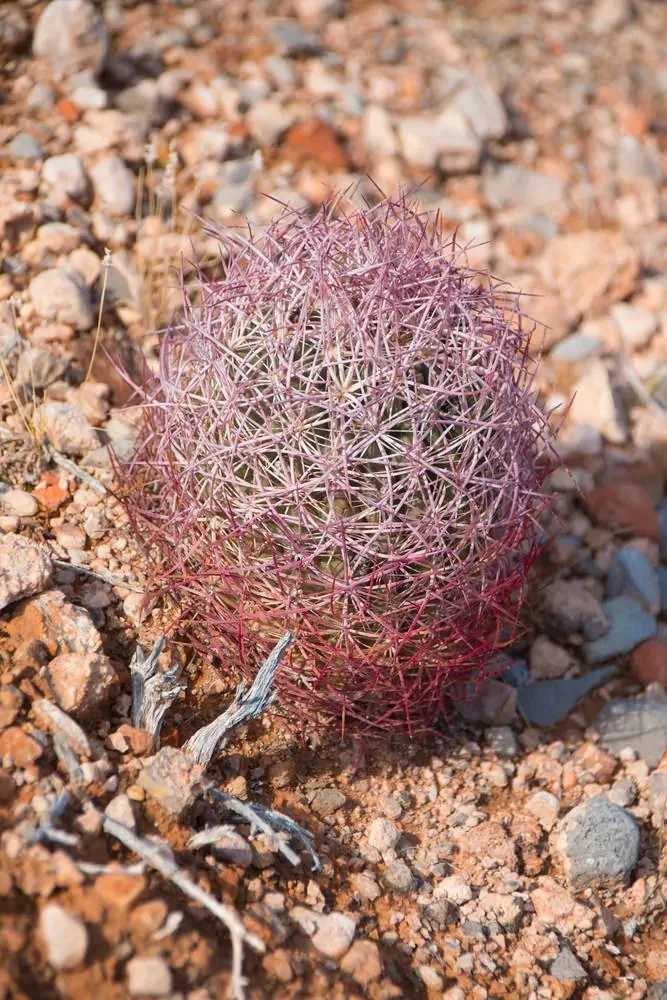 133 Types Of Cacti To Consider | A To Z Cactus Database