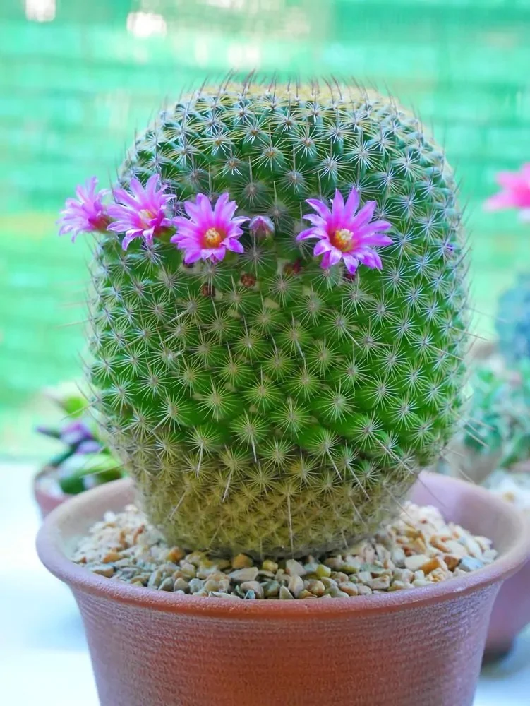 133 Types Of Cacti To Consider | A To Z Cactus Database