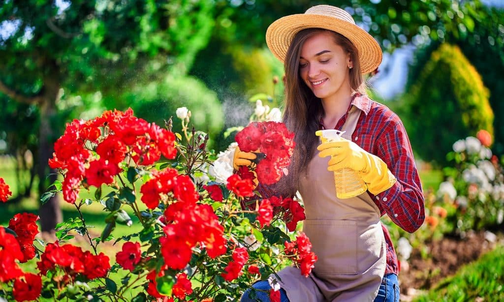 13 Best Fertilizer For Roses | Reviews + Guide