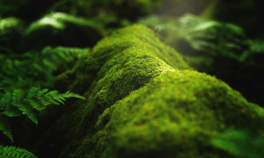 10 Best Moss Killer For Lawn | Reviews + Guide