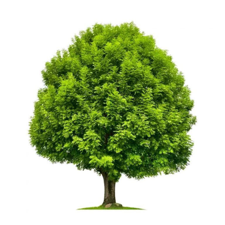 Types Of Trees 101 [All You Need To Know]