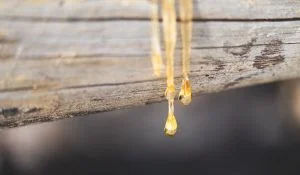 What Is Resin And How It’s Used [All You Need To Know]