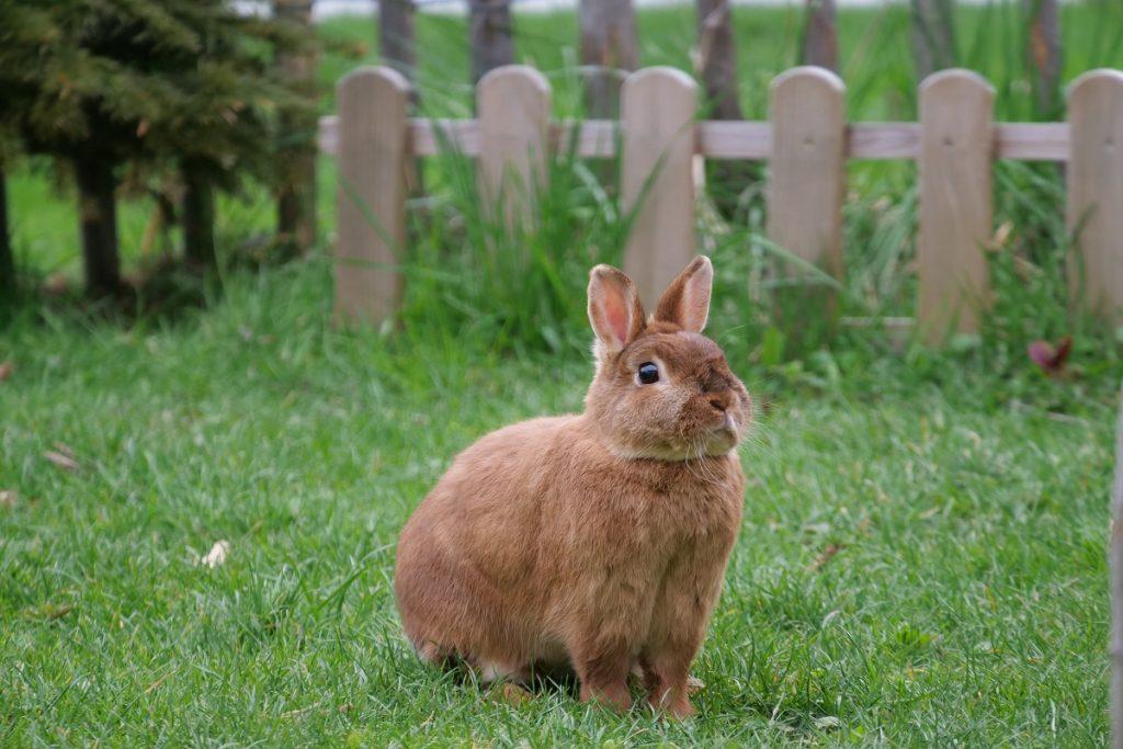 6 Best Fence For Rabbits | All You Need To Know