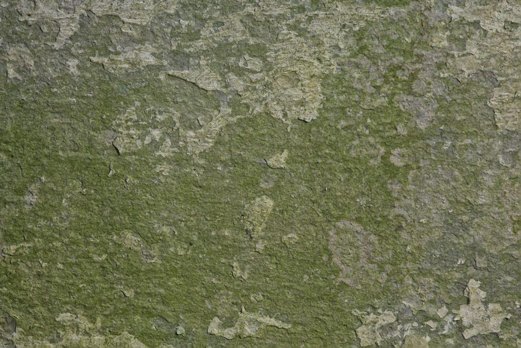 5 Best Mold Resistant Paint | Reviews + Guide