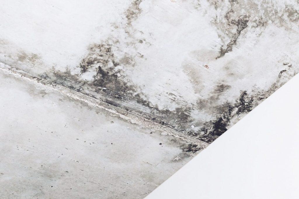 5 Best Mold Resistant Paint | Reviews + Guide