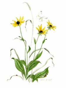 Flower Drawing Ideas: 45 Cool Designs You Should Try Out