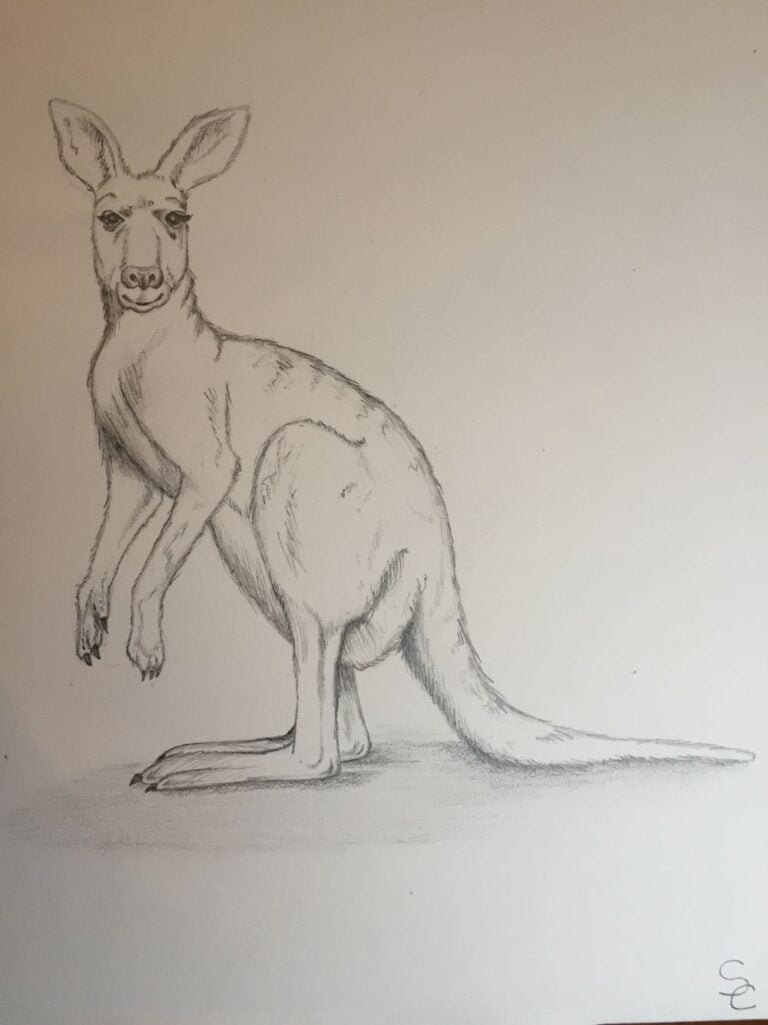 50 Animal Drawing Ideas To Use For Your Sketchbook