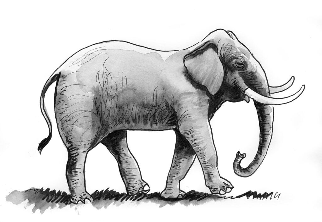 50 Animal Drawing Ideas To Use For Your Sketchbook 50-animal-drawing-ideas-to-use-for-your-sketchbook