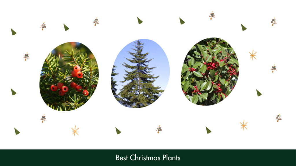 25 Best Christmas Plants For The Holiday Season